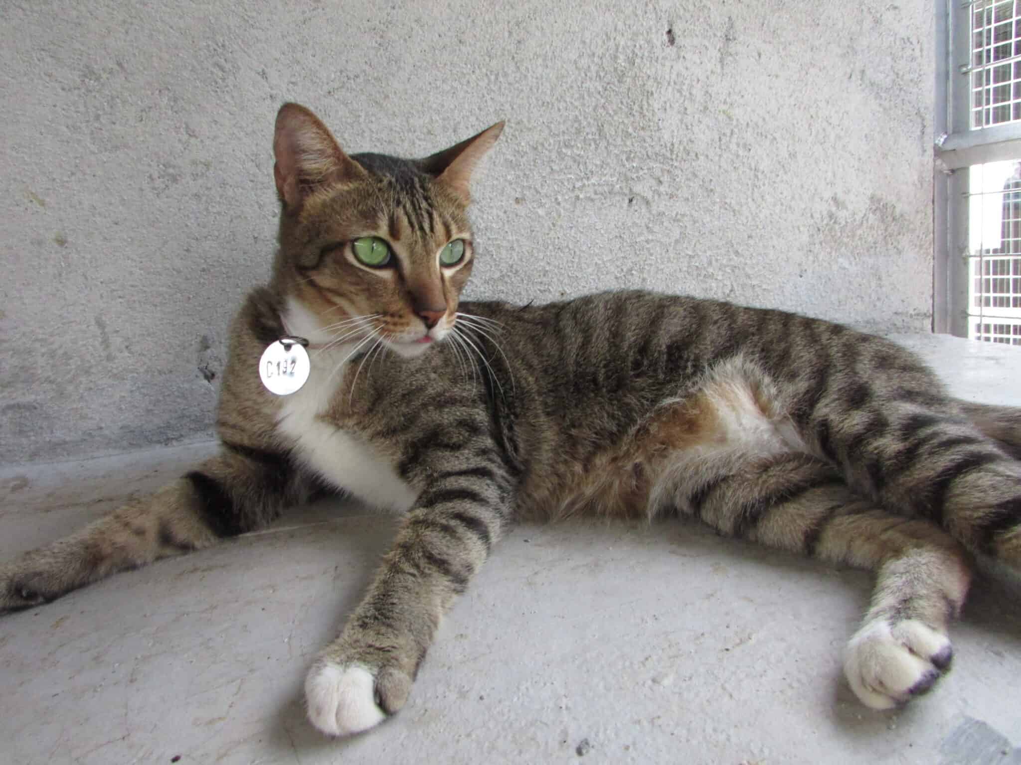 Selamat Hari Kucing Sedunia! Selamatkan Seekor Kucing Dengan ... Selamat Hari Kucing Sedunia! Selamatkan Seekor Kucing Dengan ...